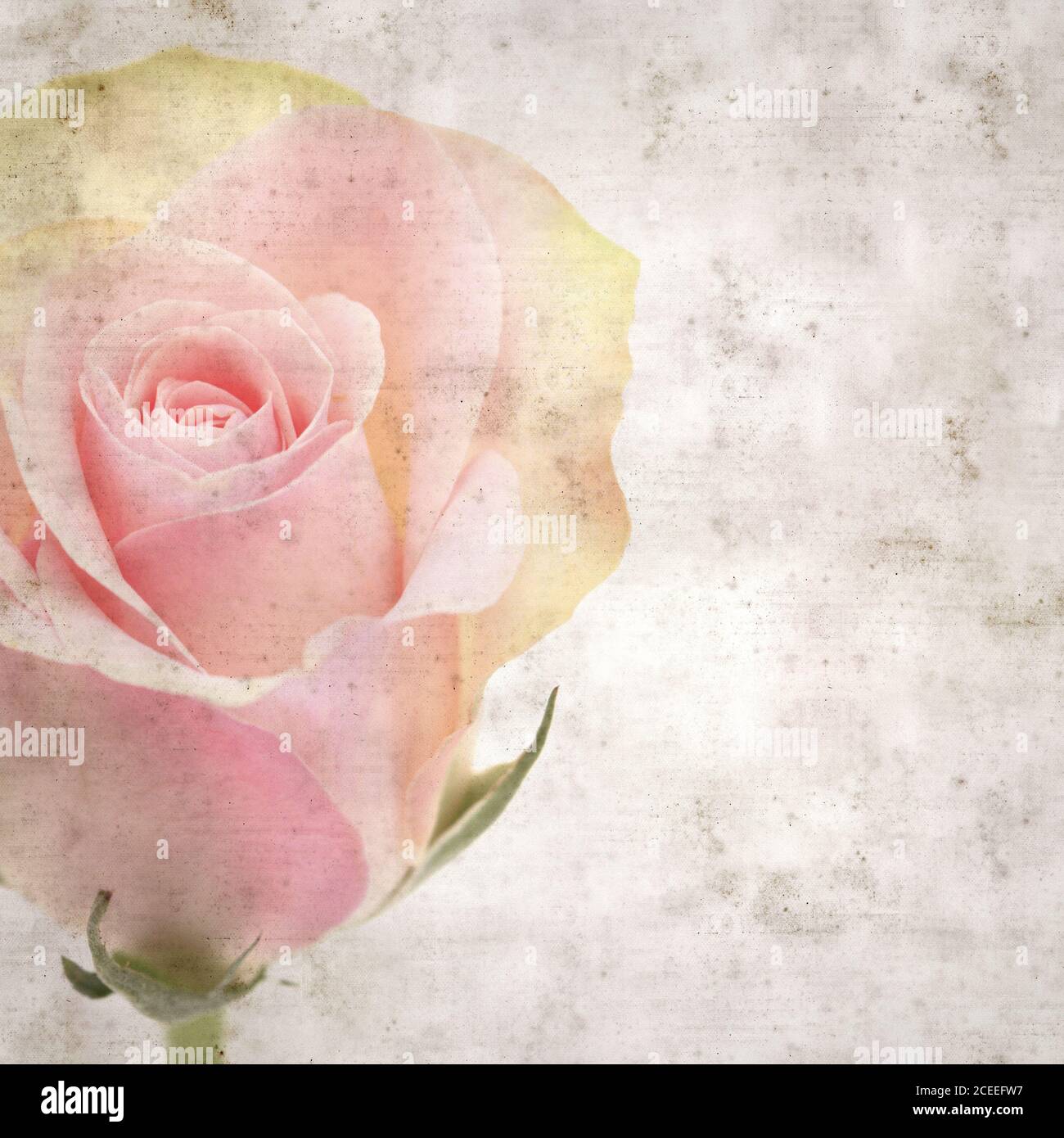 textured old paper background with unusual pink and green rose Stock ...