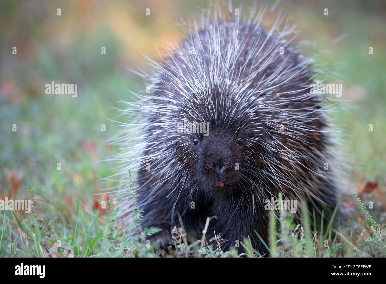 Young porcupine hi-res stock photography and images - Alamy