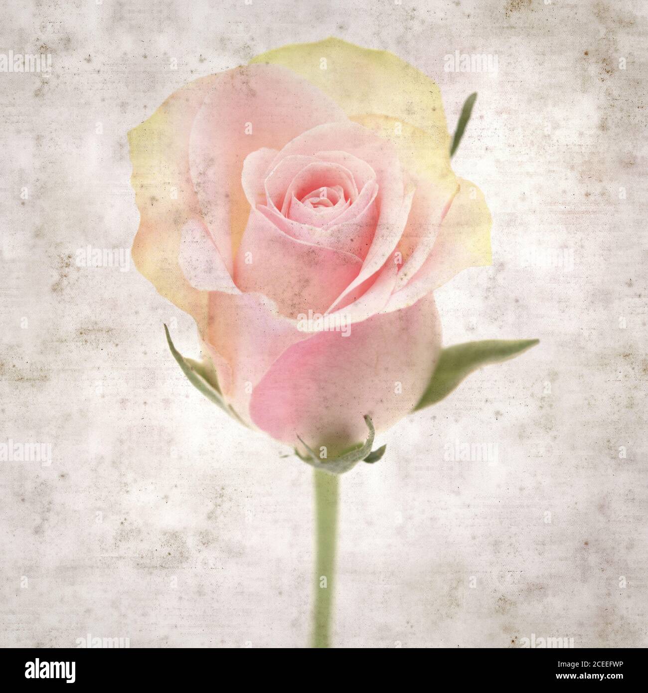textured old paper background with unusual pink and green rose Stock ...