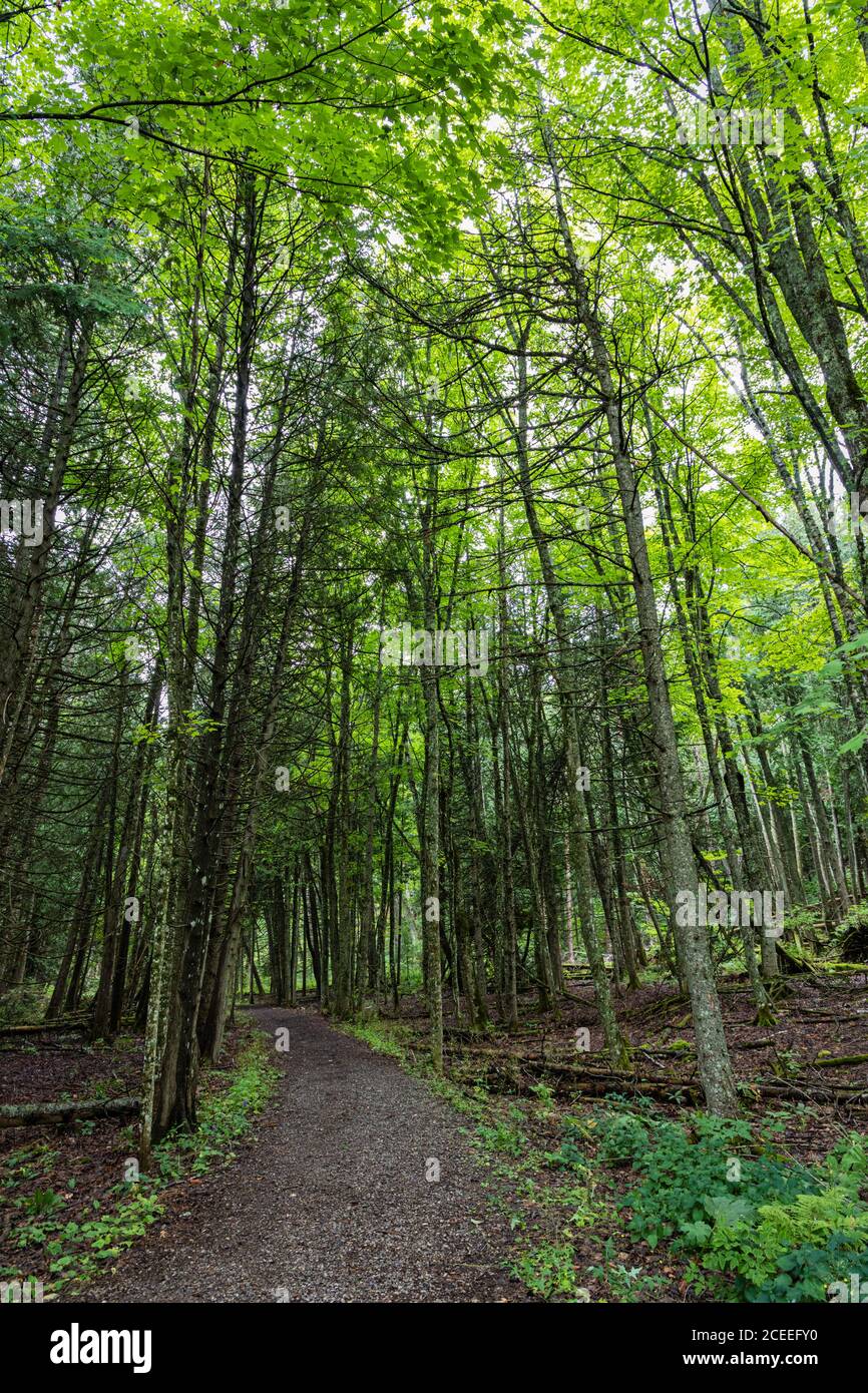 Tall Tree Canopy Around a Path To a Forest Stock Photo - Alamy