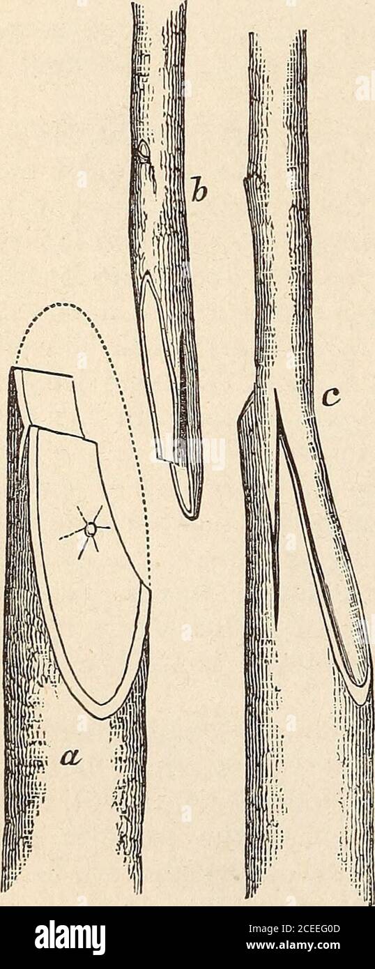 . Fruits and fruit-trees of America... American Whip Tongue-Grafting in ...