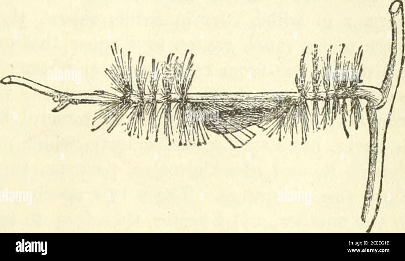 Hispid rose hi-res stock photography and images - Alamy