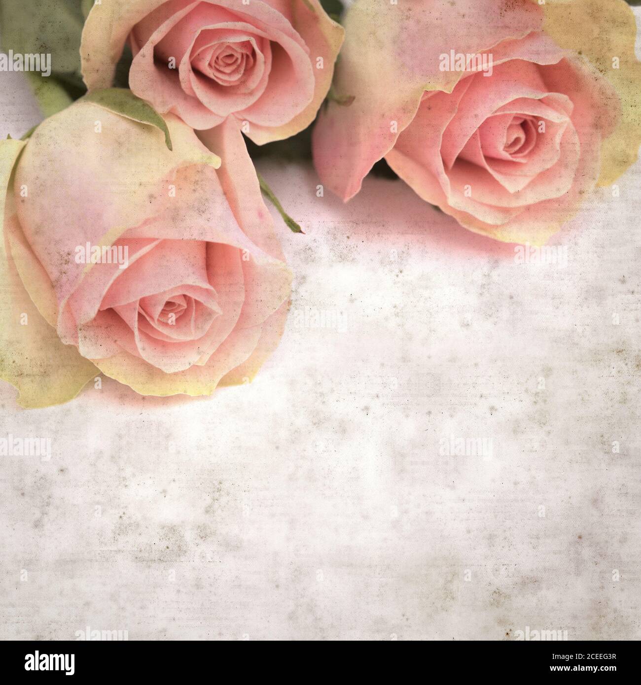 textured old paper background with unusual pink and green rose Stock ...