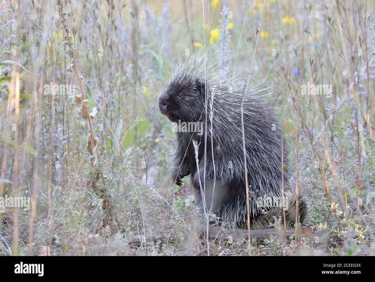 Porcupine standing in a summer meadow in Canada Stock Photo - Alamy