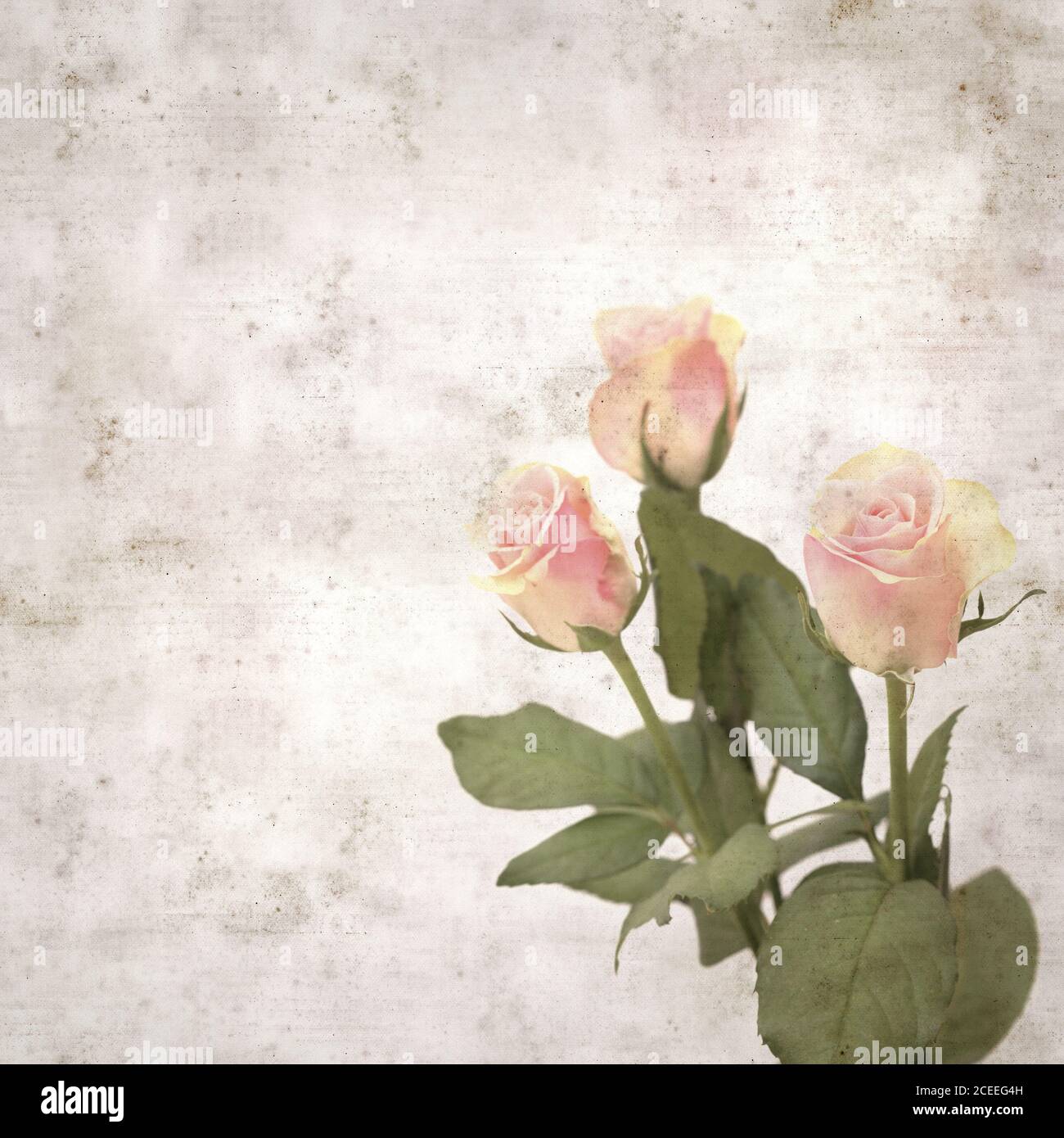 textured old paper background with unusual pink and green rose Stock ...