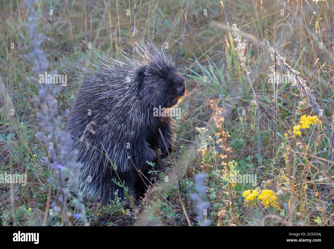 Porcupine standing in a summer meadow in Canada Stock Photo - Alamy