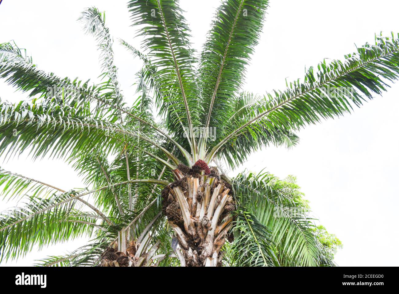 Palm oil crops in indonesia hi-res stock photography and images - Alamy