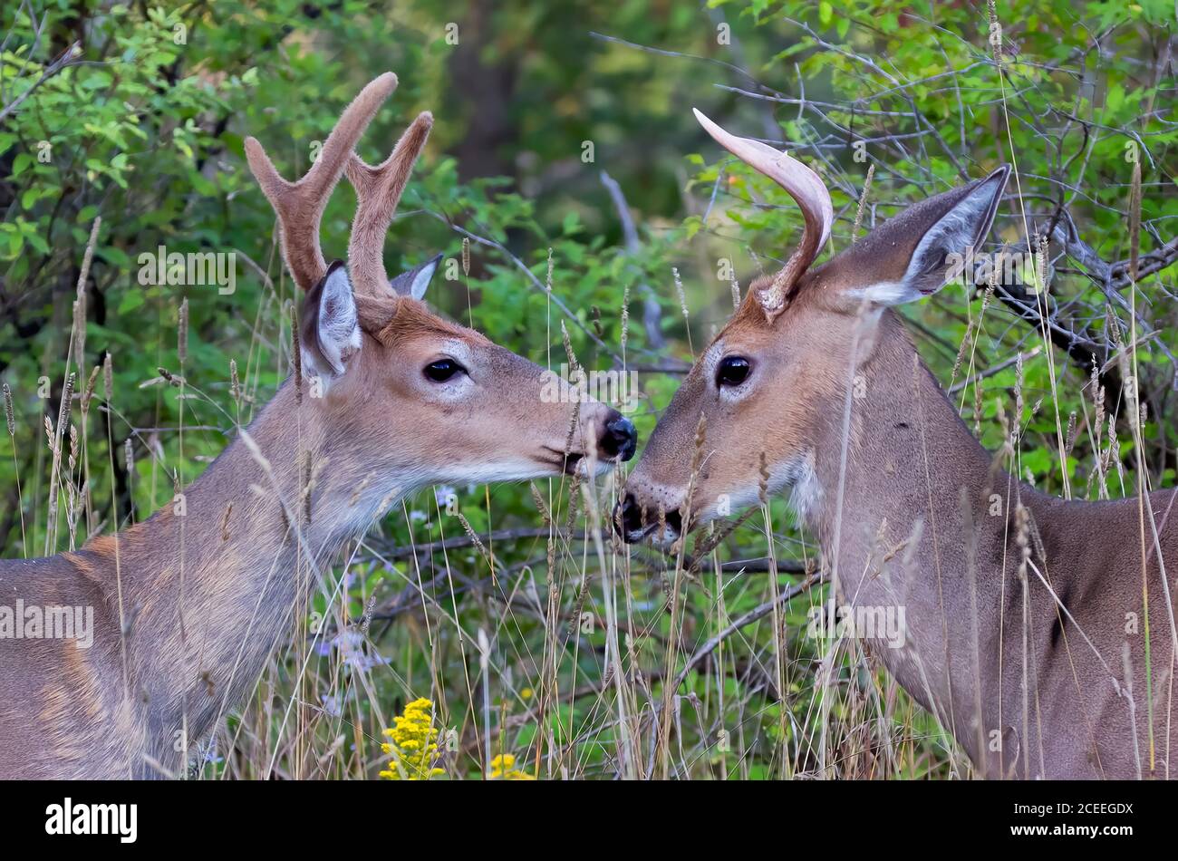 White-tailed deer bucks playing in the early morning light in summer in ...
