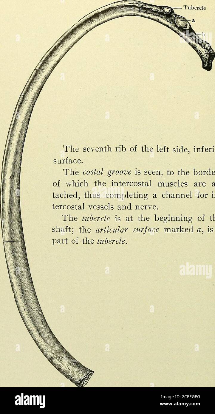 Eleventh rib hi-res stock photography and images - Alamy