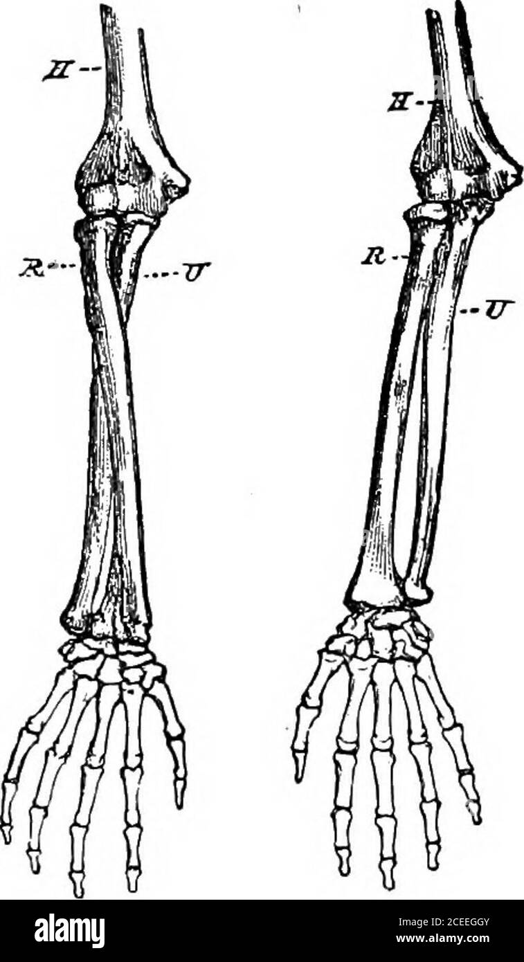 . Anthropology. takes place backwards,that of the elbow is forwards ...