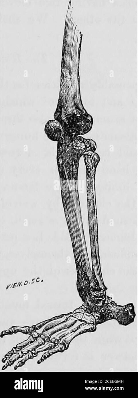 Flexion and extension of leg Black and White Stock Photos & Images - Alamy