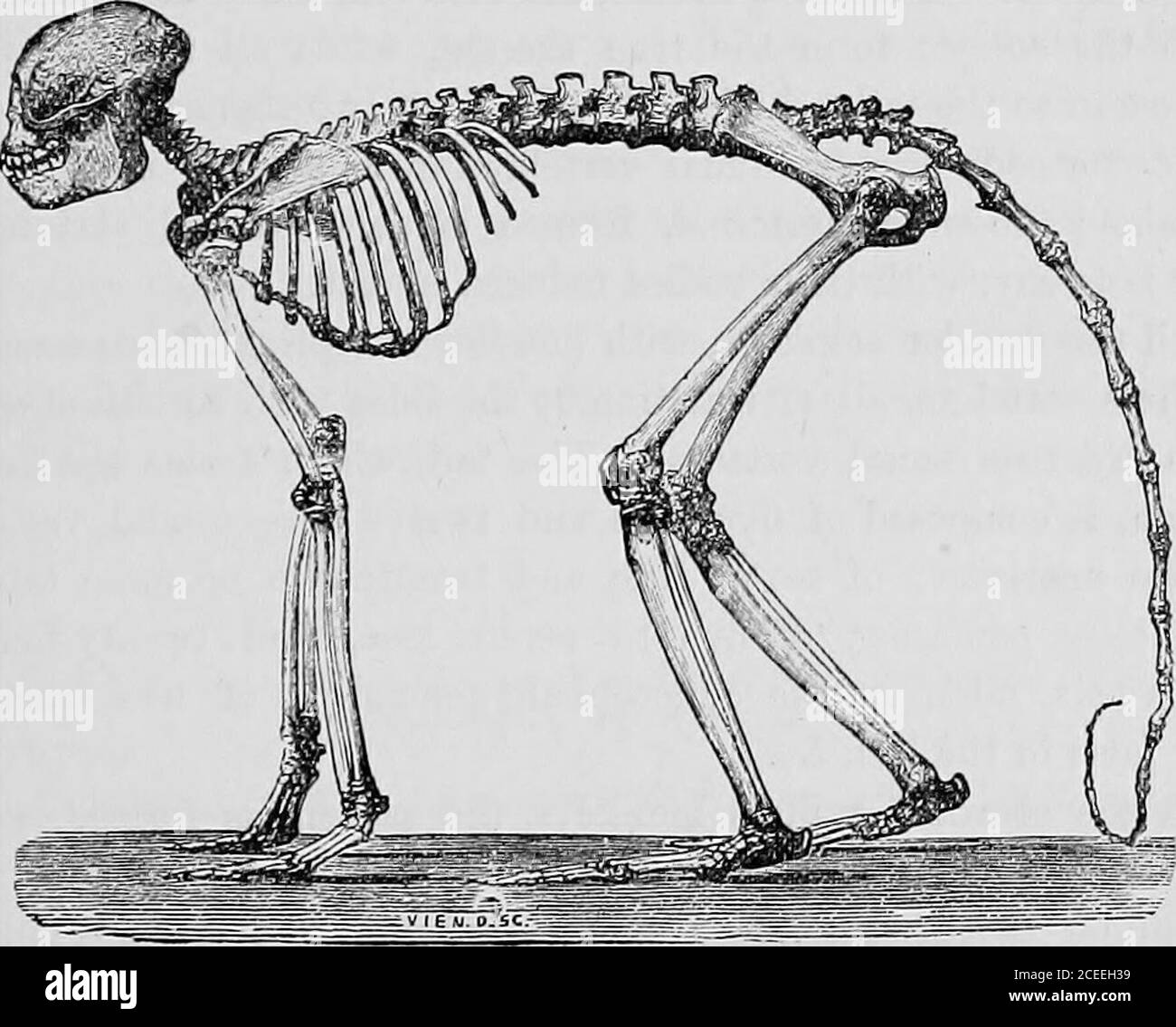 False pelvis Black and White Stock Photos & Images - Alamy