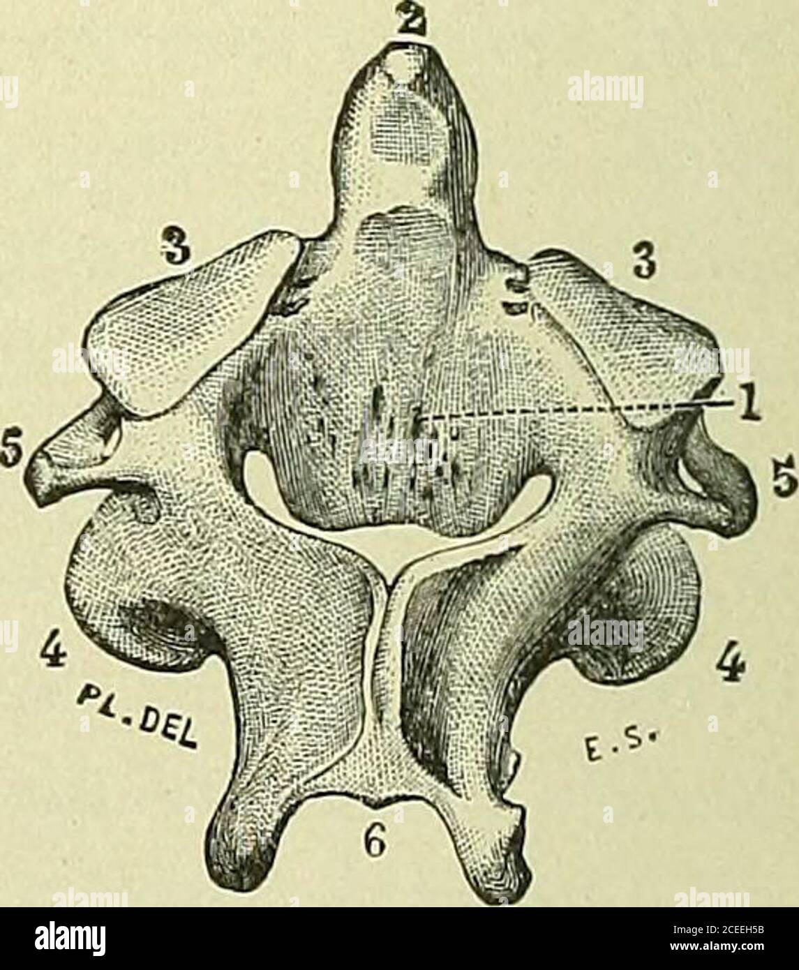 . Text-book of anatomy and physiology for nurses. Fig. 32.—Atlas ...