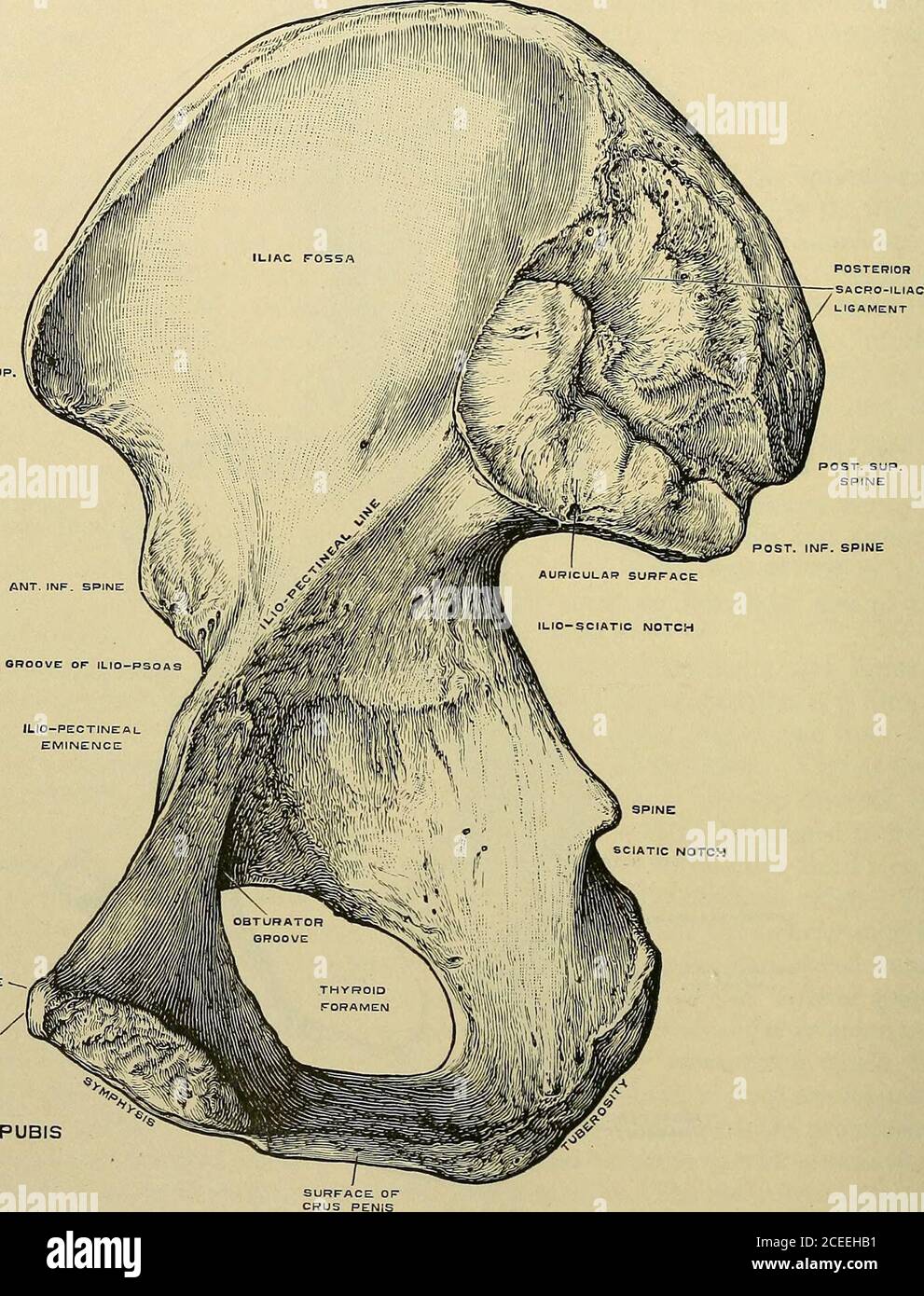 Iliac fossa hi-res stock photography and images - Alamy