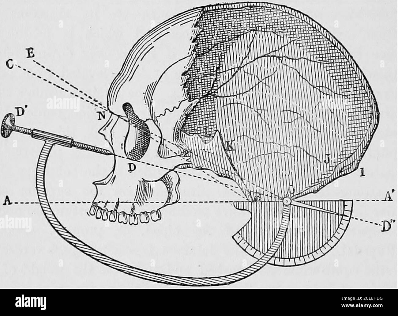 . Anthropology. assing from theposterior border of the occipital ...