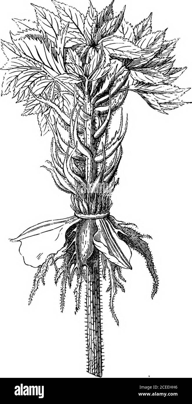 Explain transformation Cut Out Stock Images & Pictures - Alamy