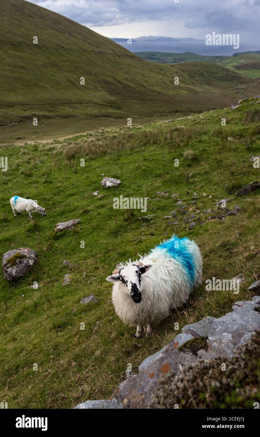 Fluffy sheep hi-res stock photography and images - Alamy