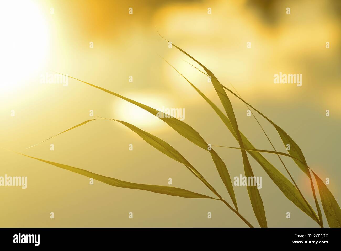 Reed leaves hi-res stock photography and images - Alamy