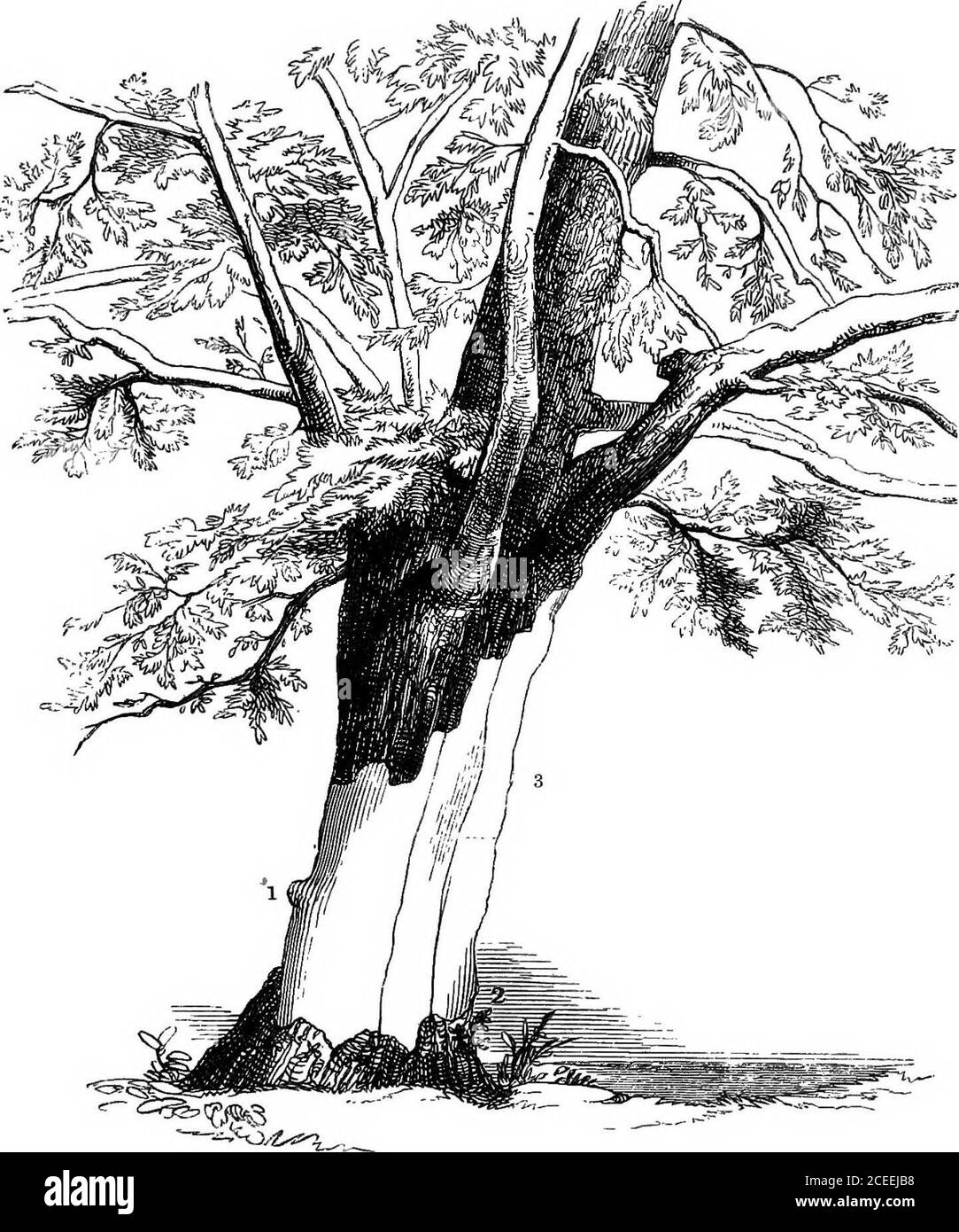 Tree sap Black and White Stock Photos & Images - Alamy