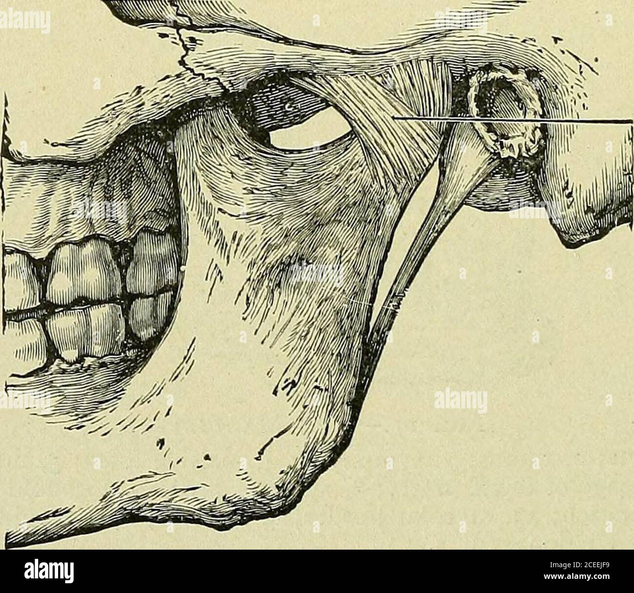 . Text-book of anatomy and physiology for nurses. Surgical note, p. 258 ...