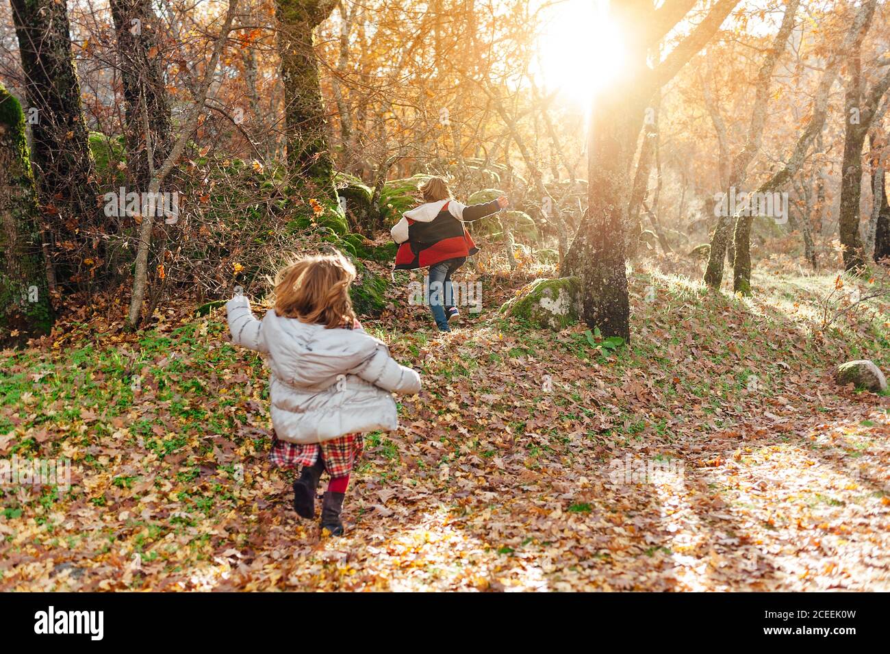 Kids playing in the forest in the countryside Stock Photo - Alamy