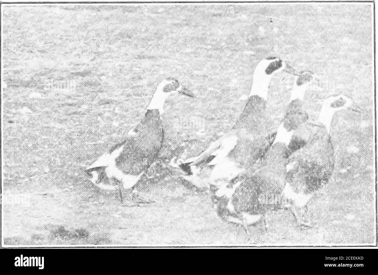 Indian runner duck egg hi-res stock photography and images - Alamy