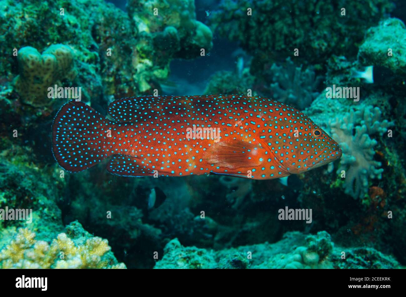 Coral Grouper, Cephalopholis miniata, on coral reef, in Hamata, Red Sea ...