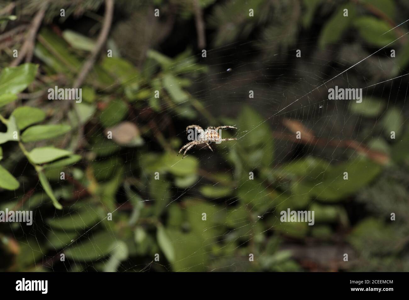 Spring, flowers, trees, revived nature and a spider in flowers. Spider ...