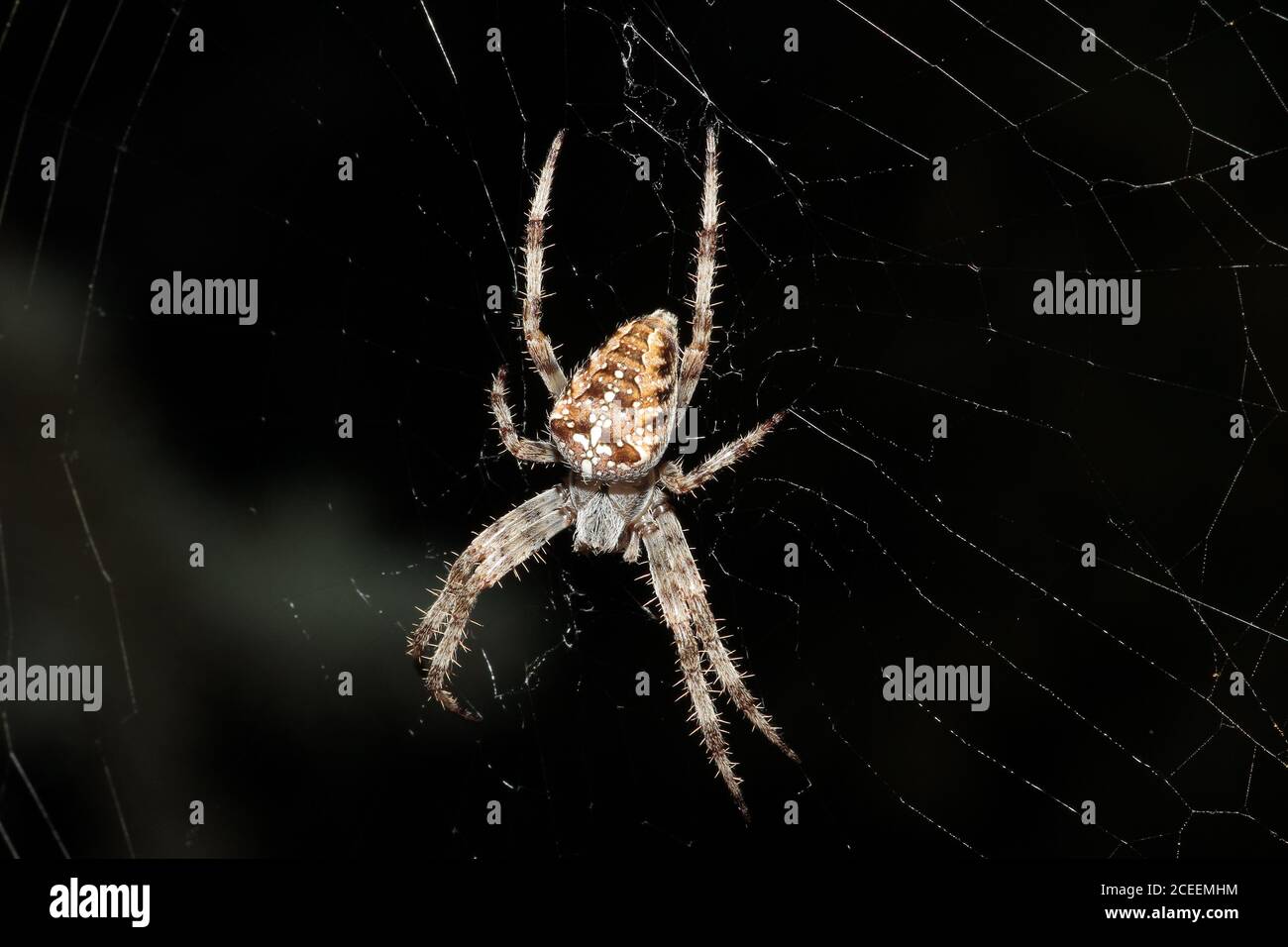 Spring, flowers, trees, revived nature and a spider in flowers. Spider ...