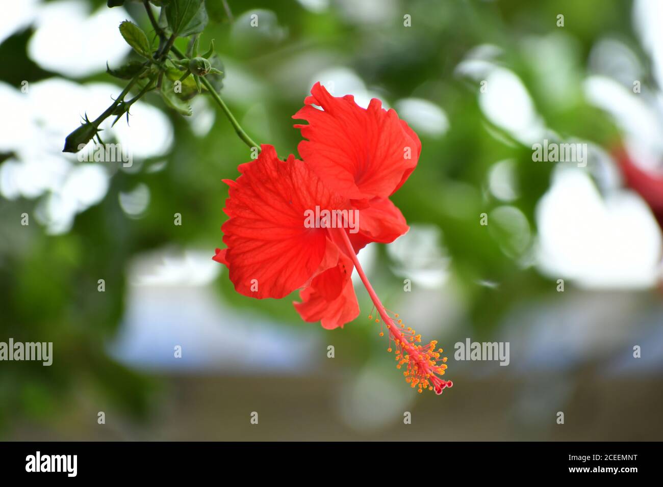 red china rose and blur background Stock Photo - Alamy