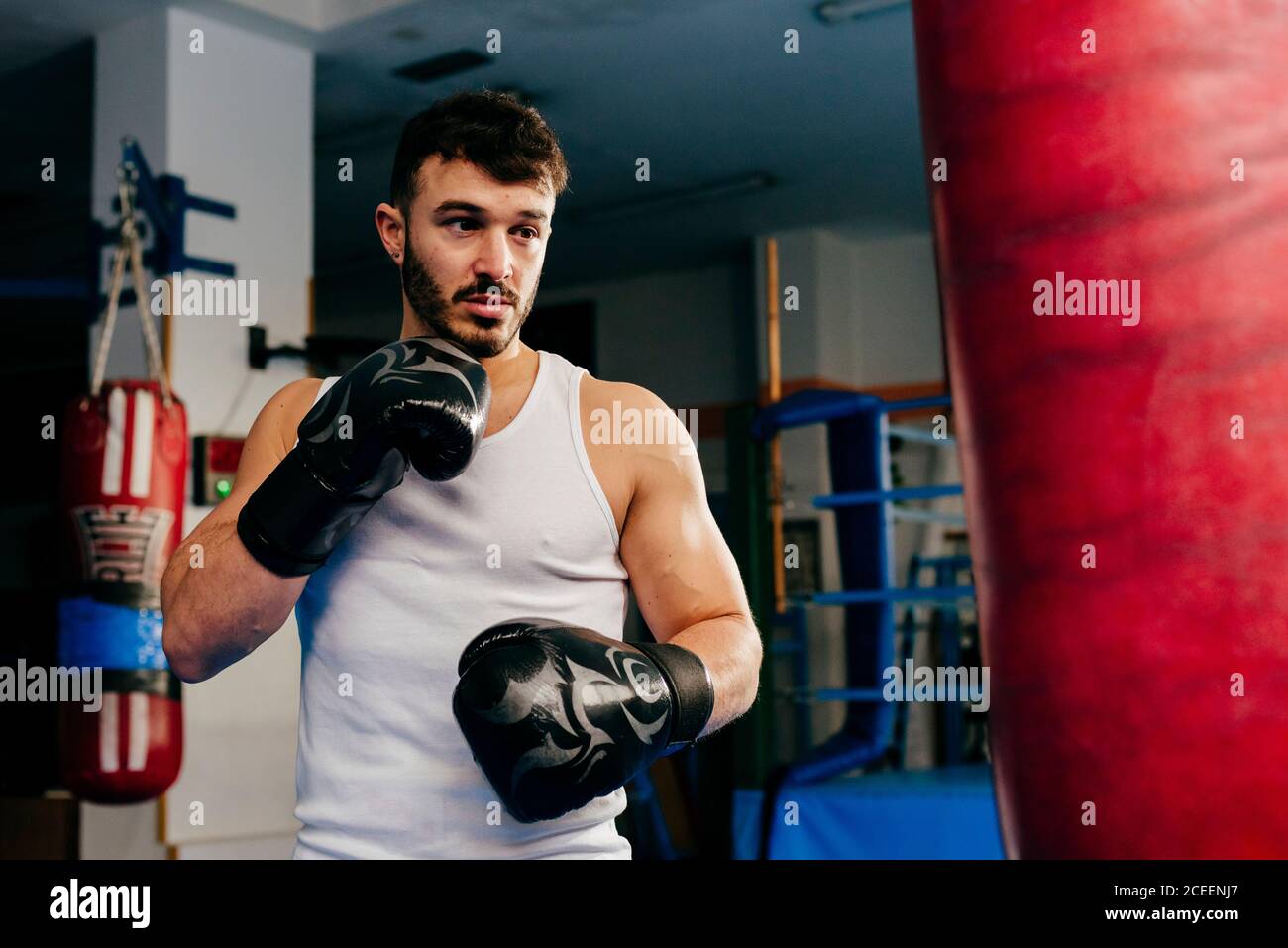 Handsome adult man in boxing gloves punching bag in the gym Stock Photo ...