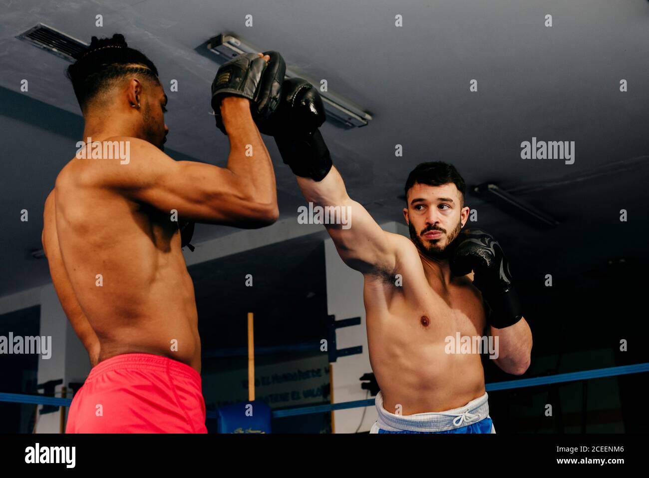 Muscular men standing in boxing ring and putting on gloves Stock Photo ...