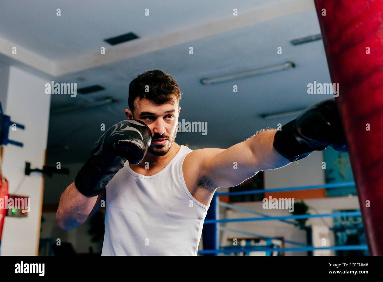 Handsome adult man in boxing gloves punching bag in the gym Stock Photo ...