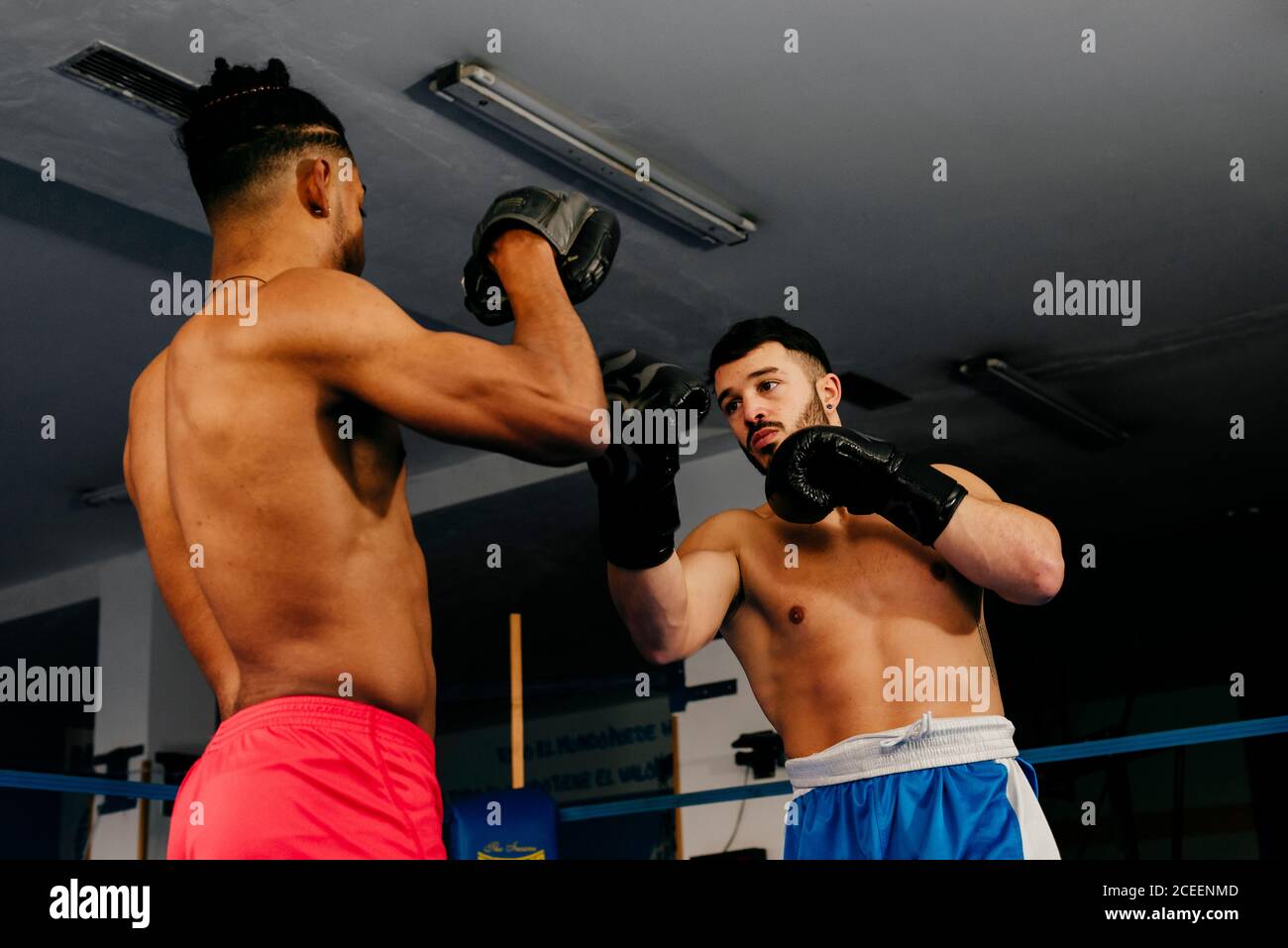 Muscular men standing in boxing ring and putting on gloves Stock Photo ...
