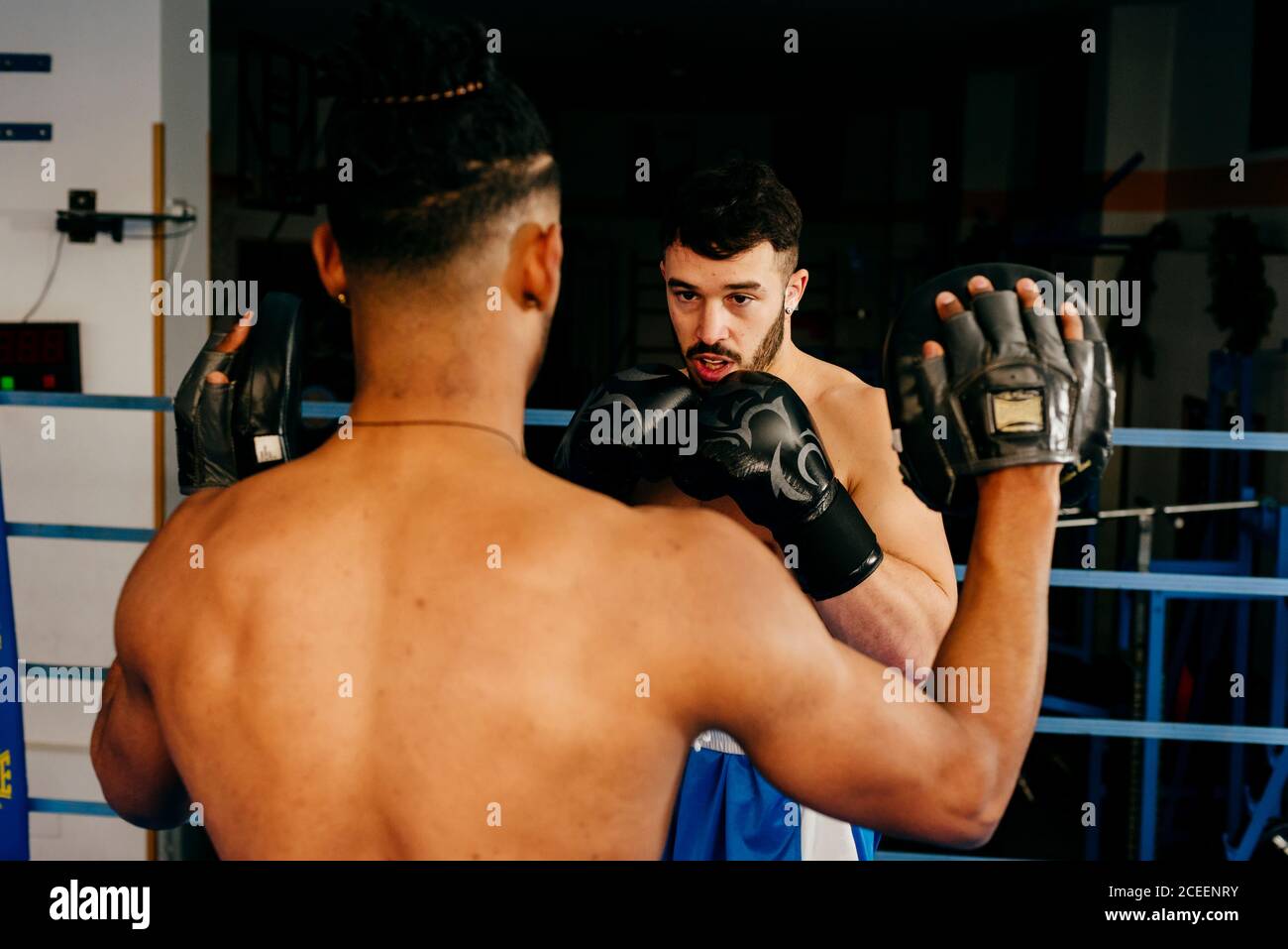 Muscular men standing in boxing ring and putting on gloves Stock Photo ...