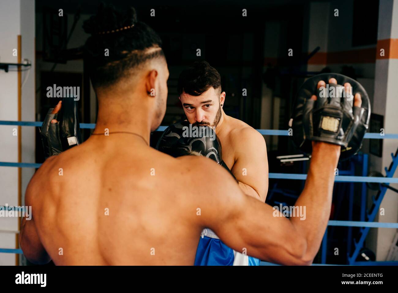 Muscular men standing in boxing ring and putting on gloves Stock Photo ...