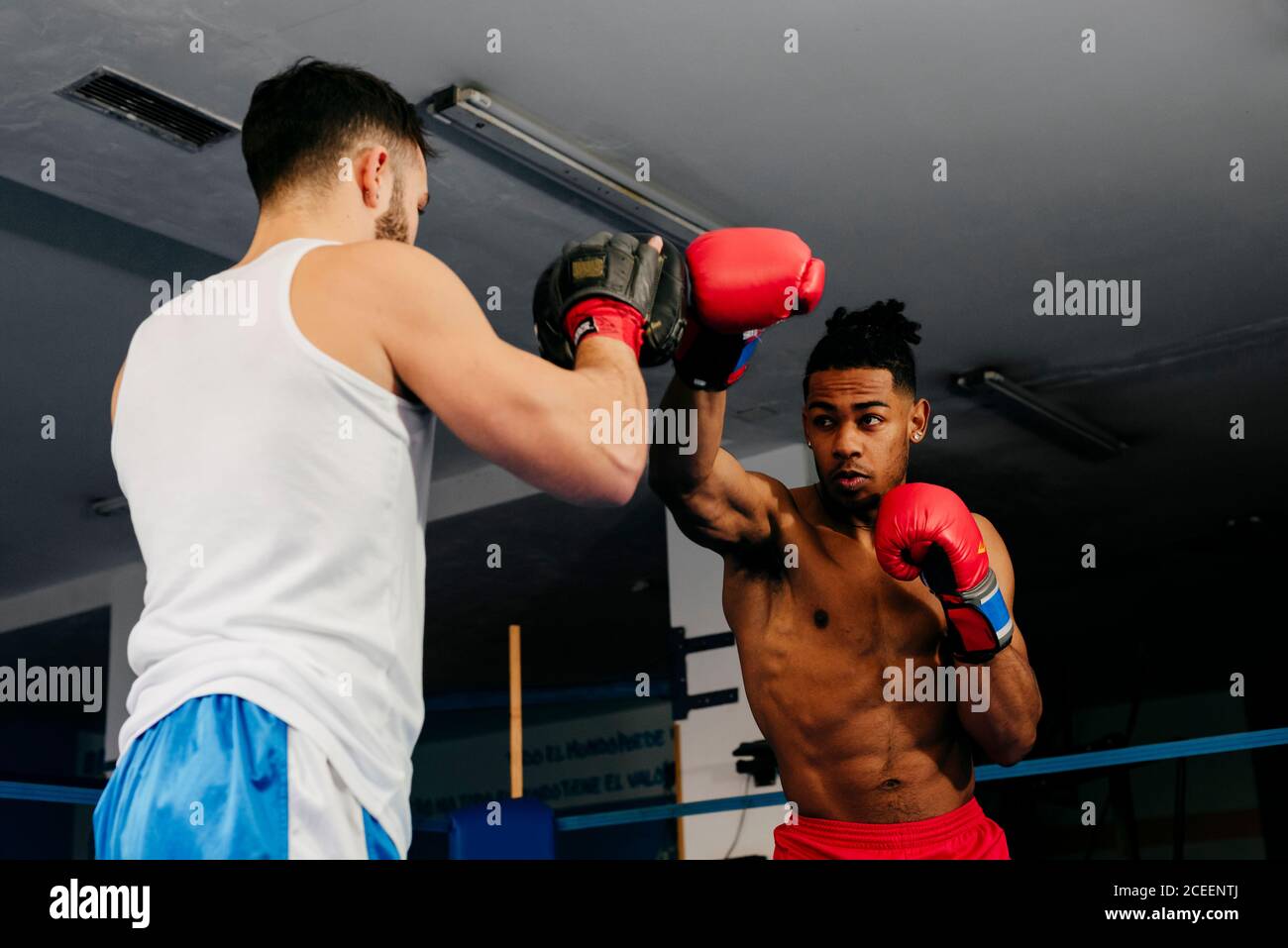 Multiethnic adult fighters training and punching in the boxing ring ...