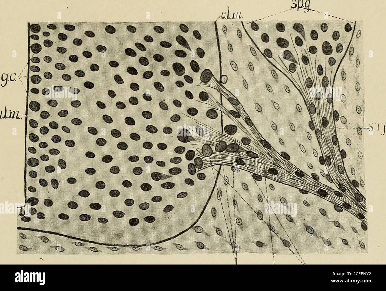 Neural crest cells hi-res stock photography and images - Alamy