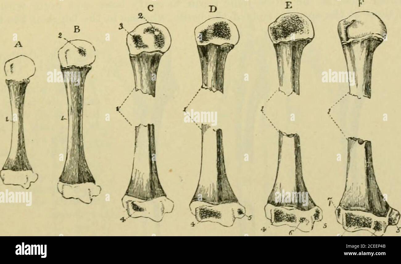 . Quain's Elements of anatomy. thin lamina, in two pieces, is also ...