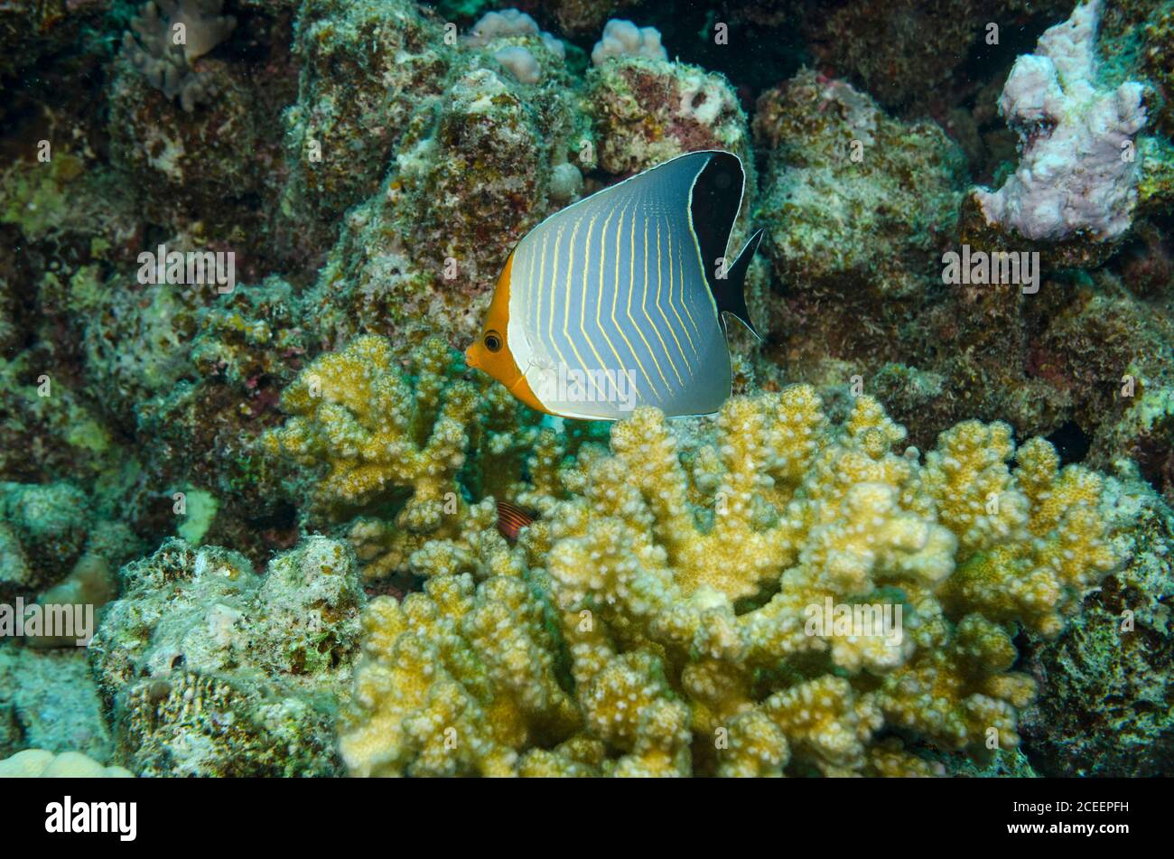 Orange-faced Butterflyfish, Chaetodon larvatus, on coral reef in Hamata ...