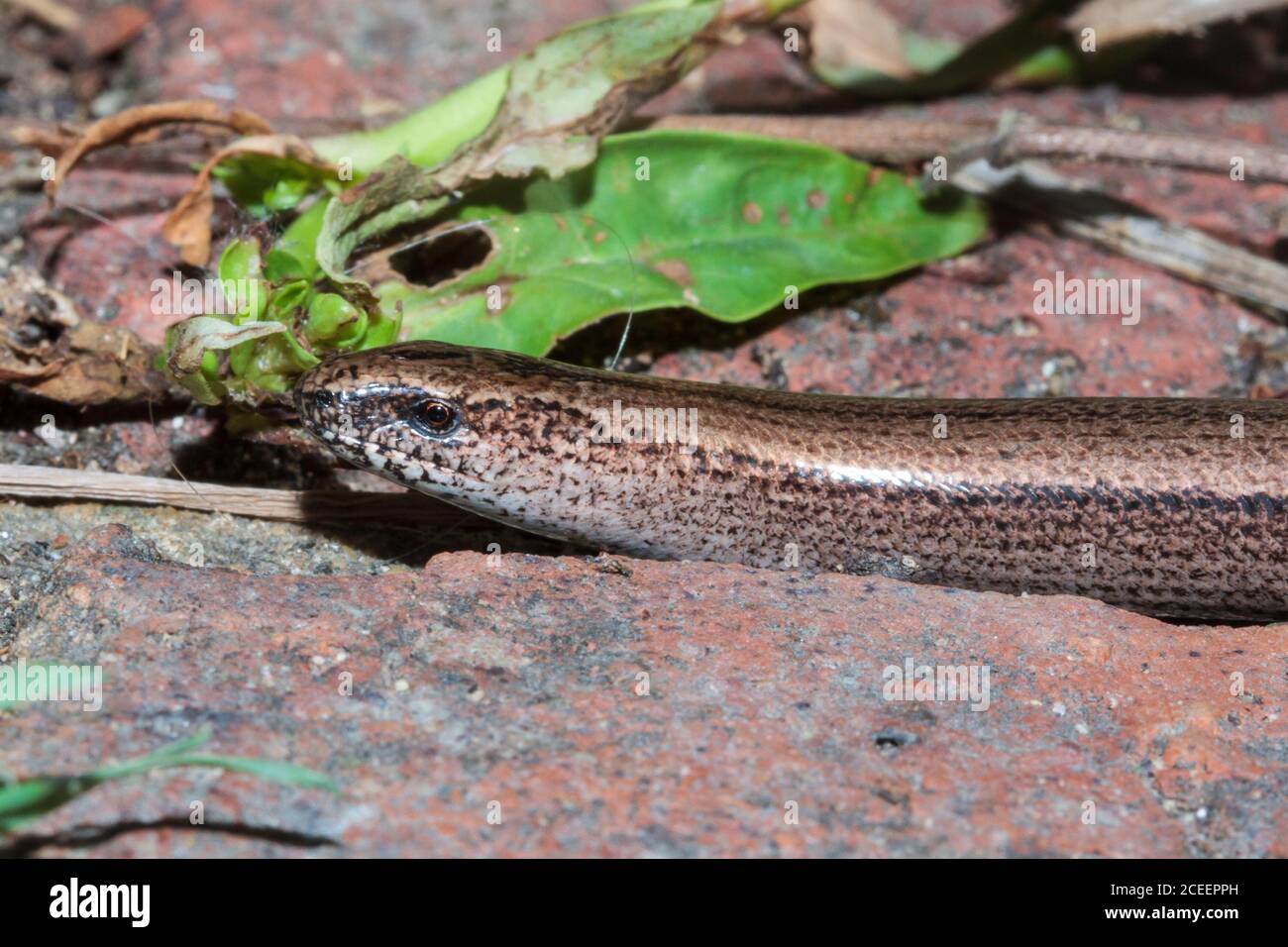 Slow worm uk hi-res stock photography and images - Alamy