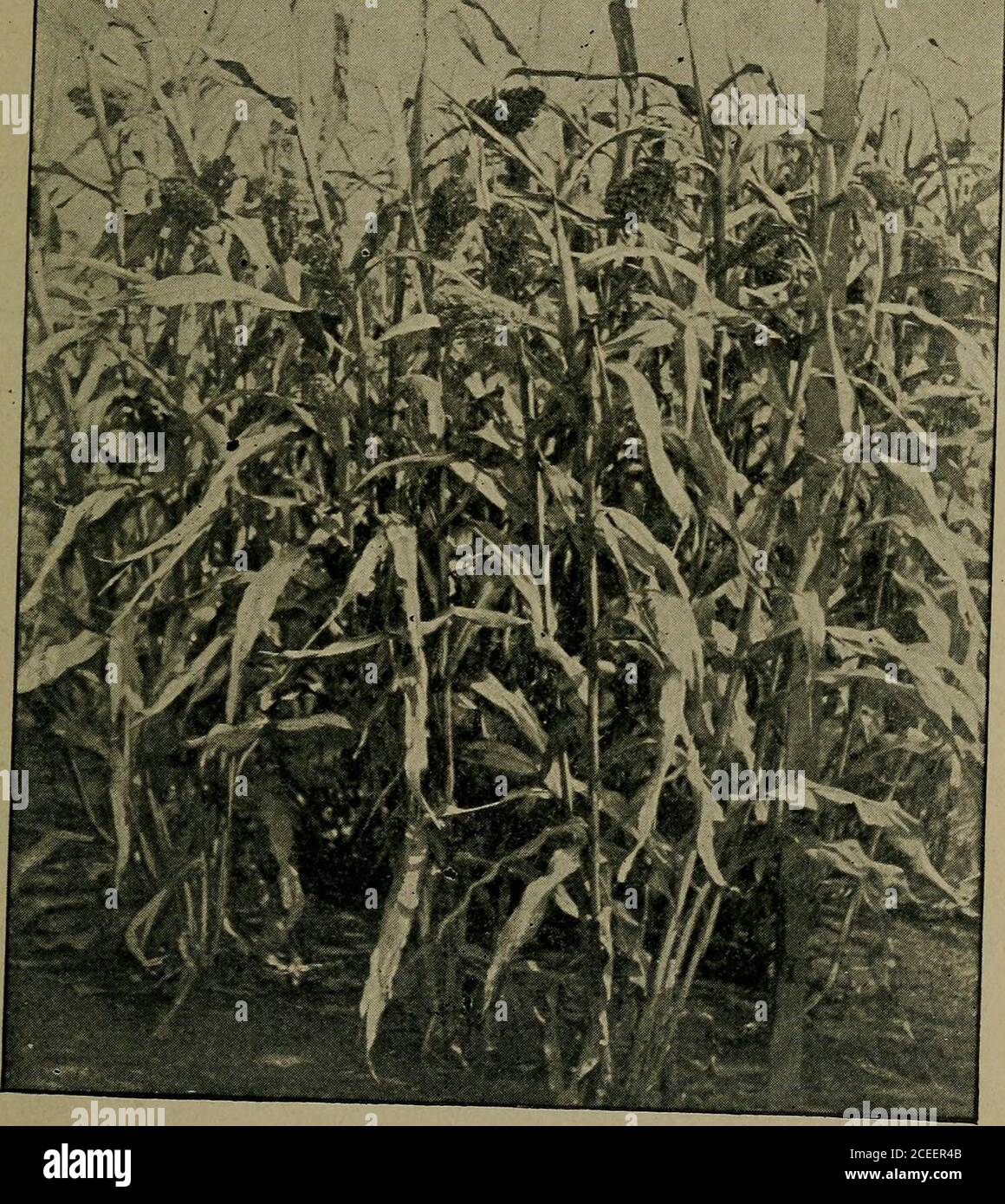 . Soiling crops and the silo; how to cultivate and harvest the crops ...