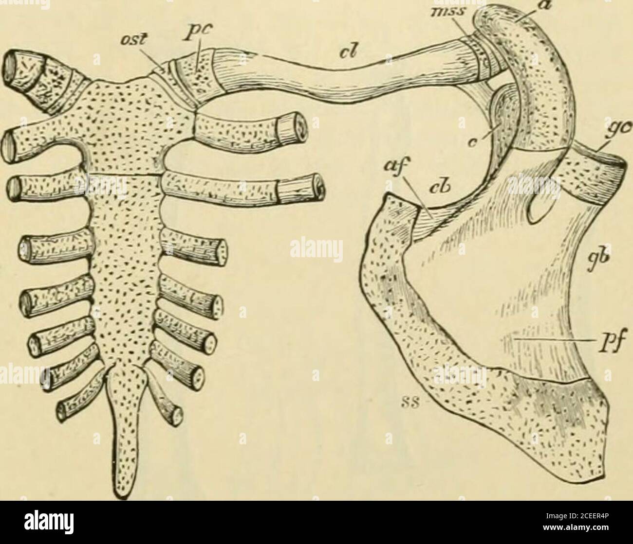 . Quain's Elements of anatomy. cess represents the precoracoid of ...