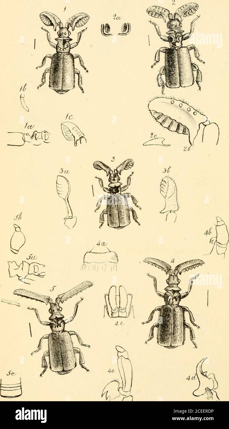 . Arcana entomologica, or, Illustrations of new, rare, and interesting ...