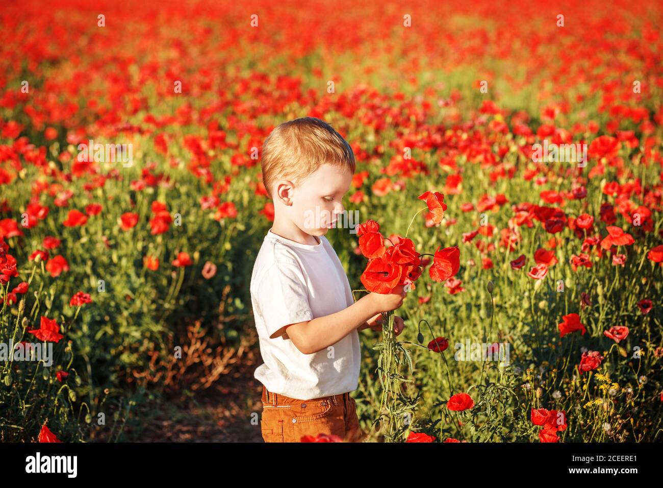 Cute little boy with poppy flower on poppy field on hot summer evening ...