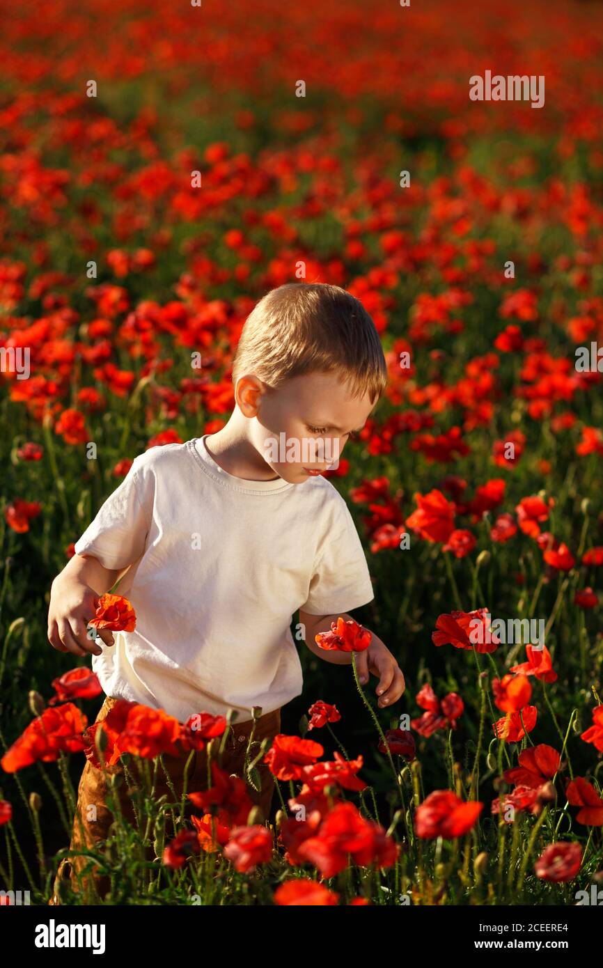Cute little boy with poppy flower on poppy field on hot summer evening ...