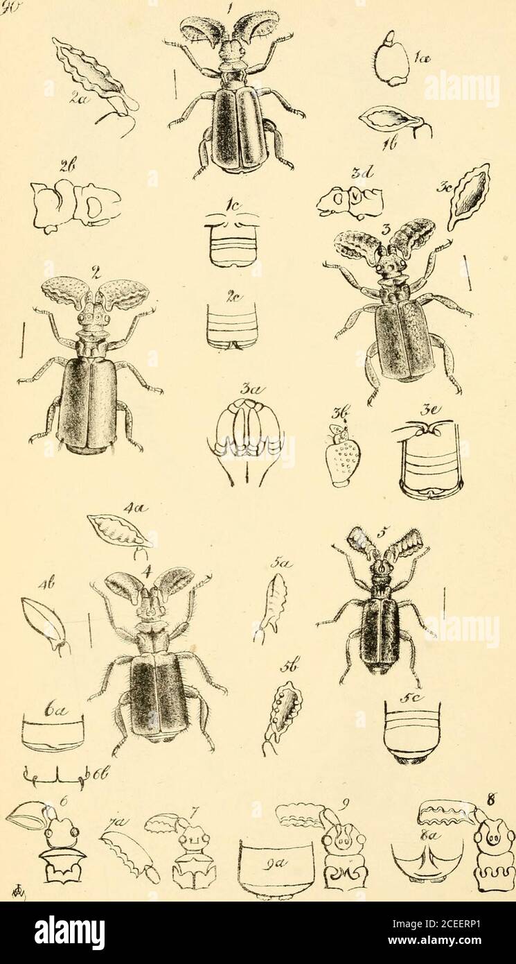 . Arcana entomologica, or, Illustrations of new, rare, and interesting ...