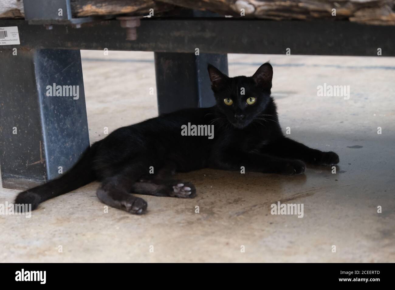 cat under a bench Stock Photo - Alamy