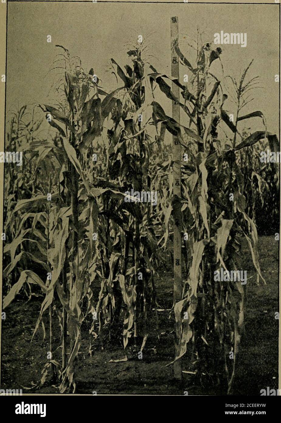 . Soiling crops and the silo; how to cultivate and harvest the crops ...