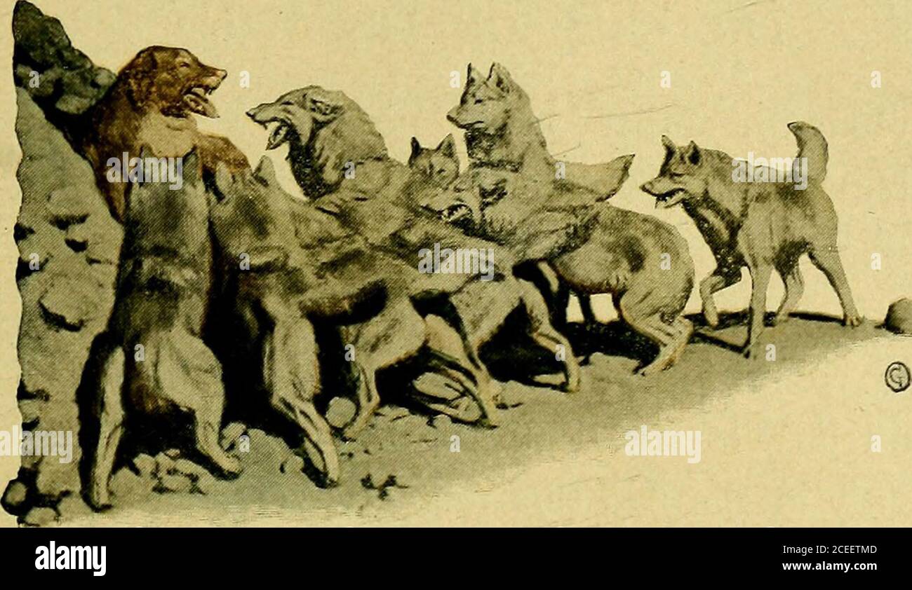 Spitz Call Of The Wild